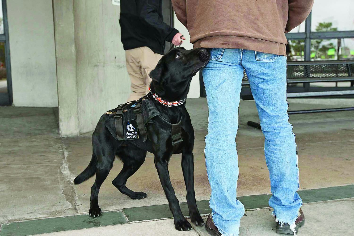 Training K-9 Bomb Hunters Gallery | Police Magazine