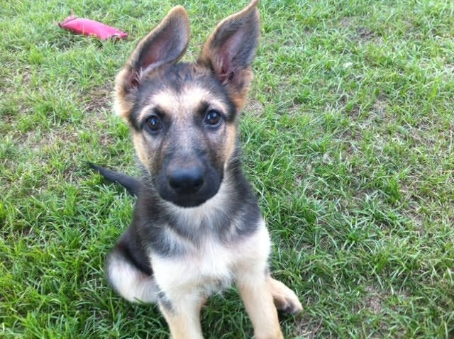 A Blog About Dogs | Police Magazine