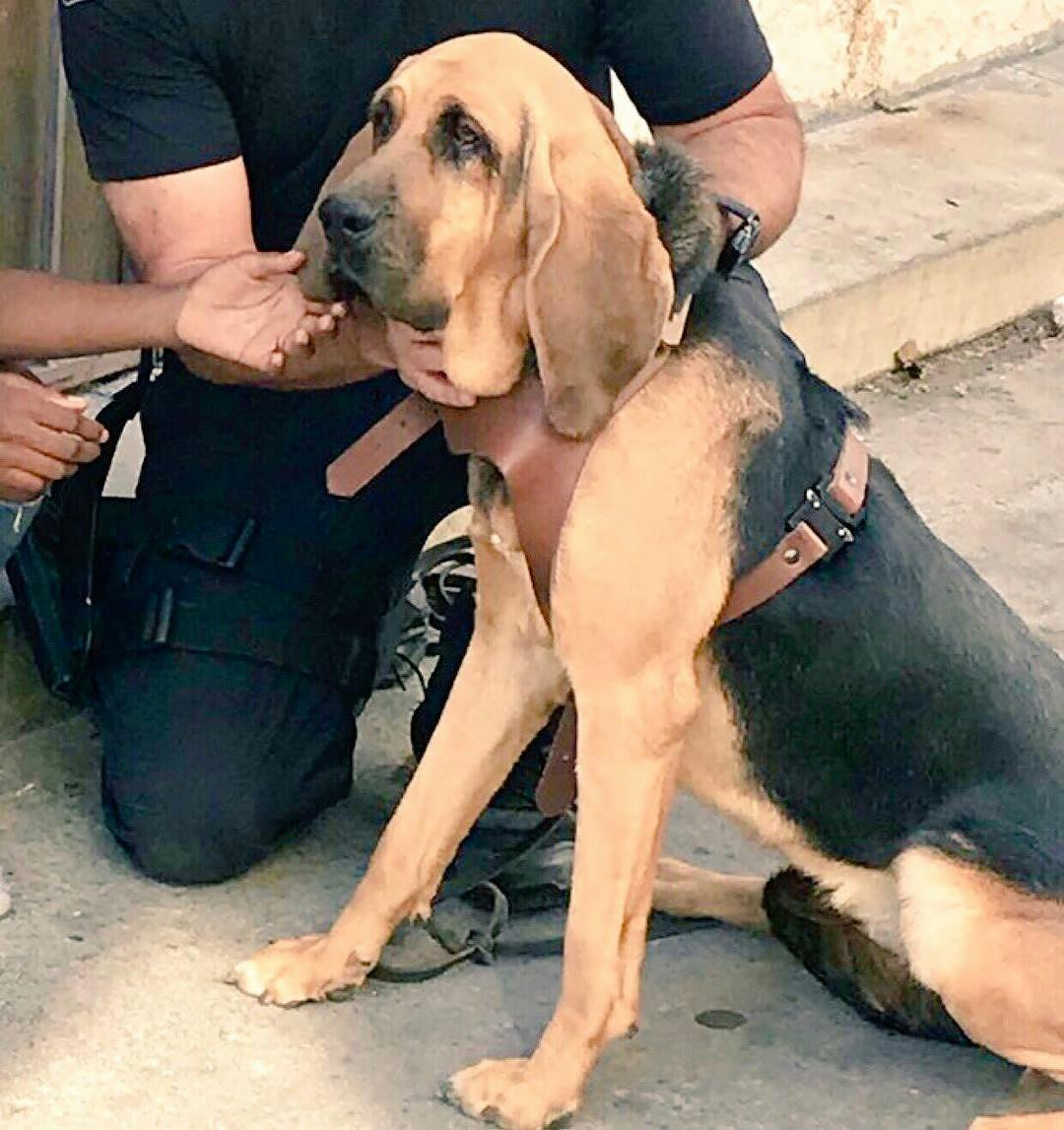 LAPD K-9 Locates Missing 9-Year-Old Girl | Police Magazine