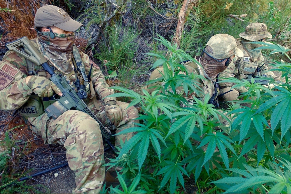 How a California Conservation Officer Took On Illegal Cartel Grow ...